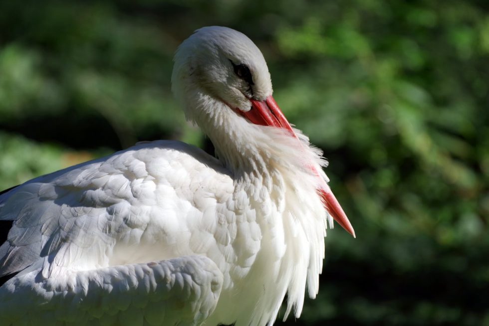 Bocian biely - Národná zoo Bojnice