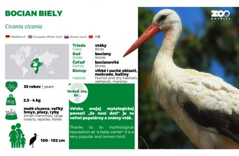 Bocian biely - Národná zoo Bojnice