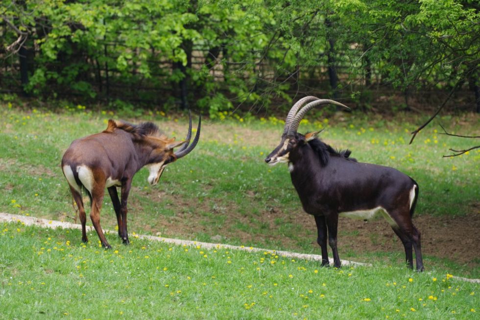 Antilopa vraná - Národná zoo Bojnice