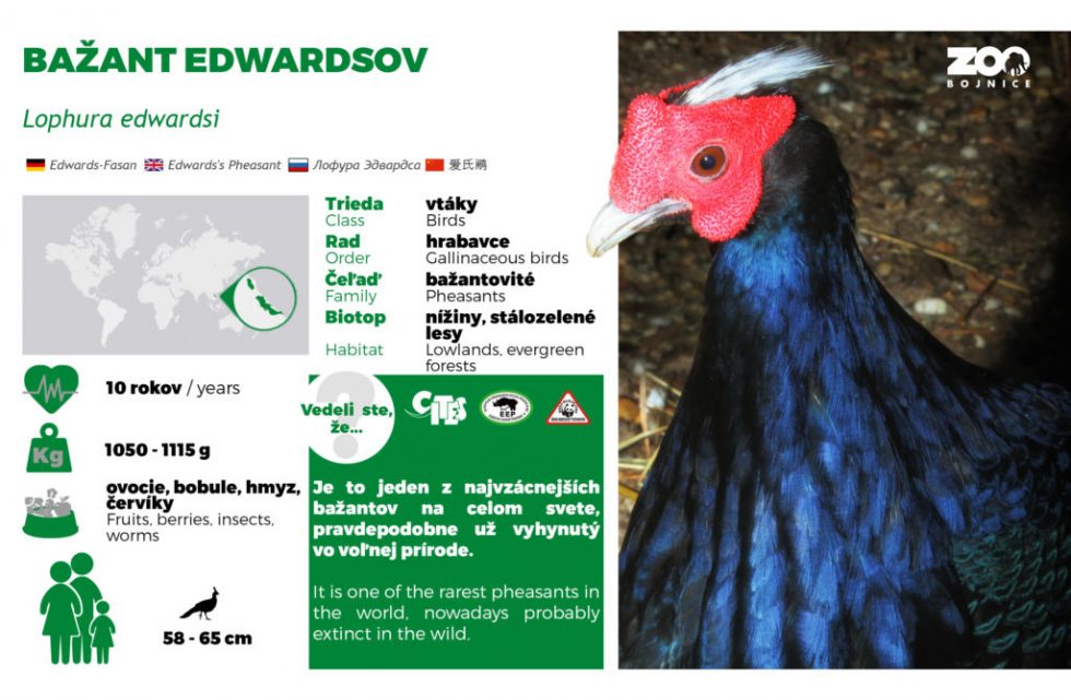 Bažant Edwardsov - Národná zoo Bojnice