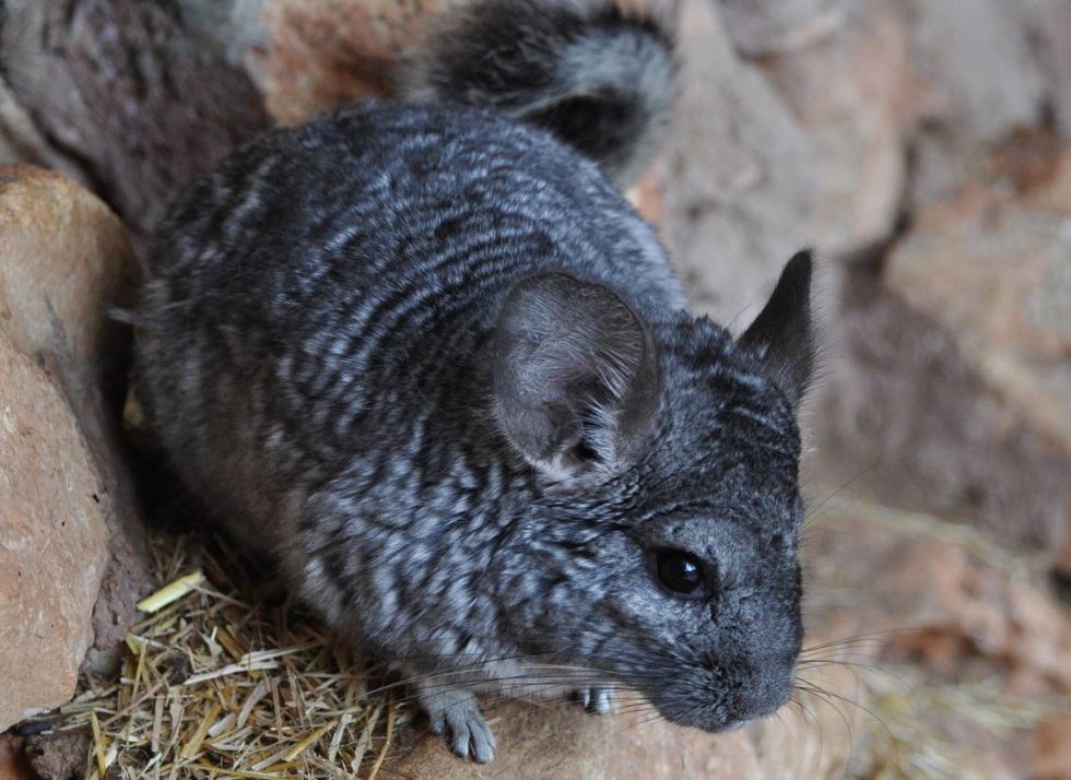 Činčila - Národná zoo Bojnice