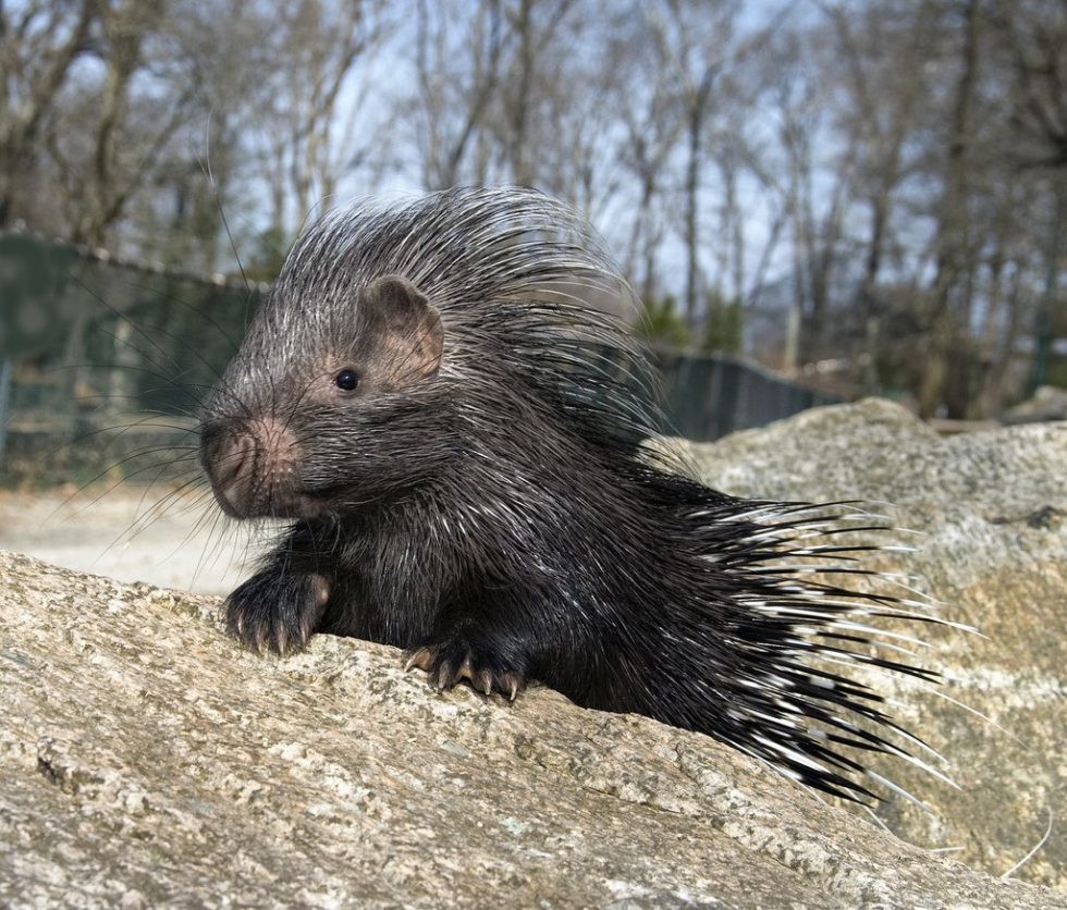 Dikobraz bielochvostý - Národná zoo Bojnice