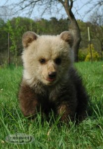 Medveď hnedý európsky - Národná zoo Bojnice