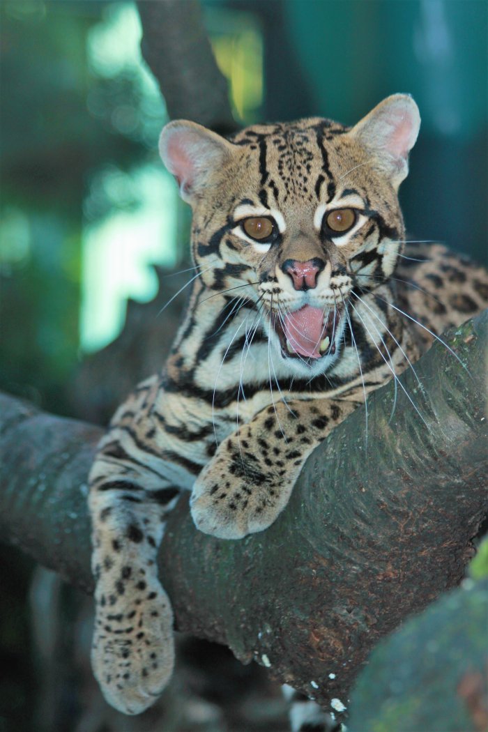 Ocelot veľký - Národná zoo Bojnice