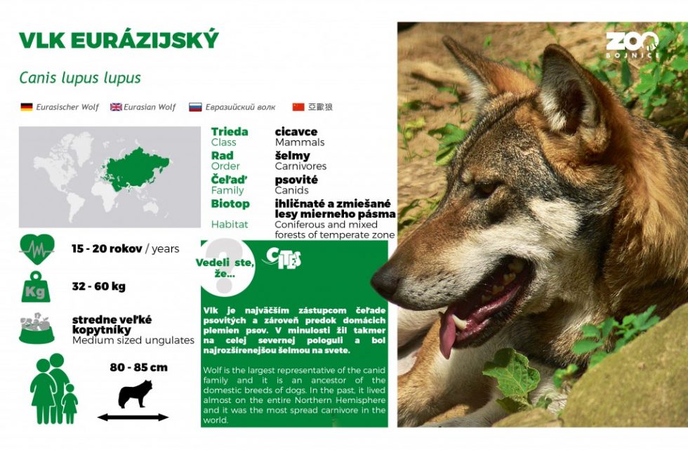 Vlk eurázijský - Národná zoo Bojnice