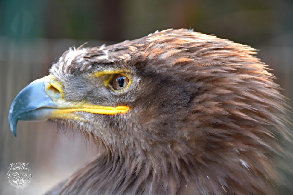 Orol kráľovský - Národná zoo Bojnice