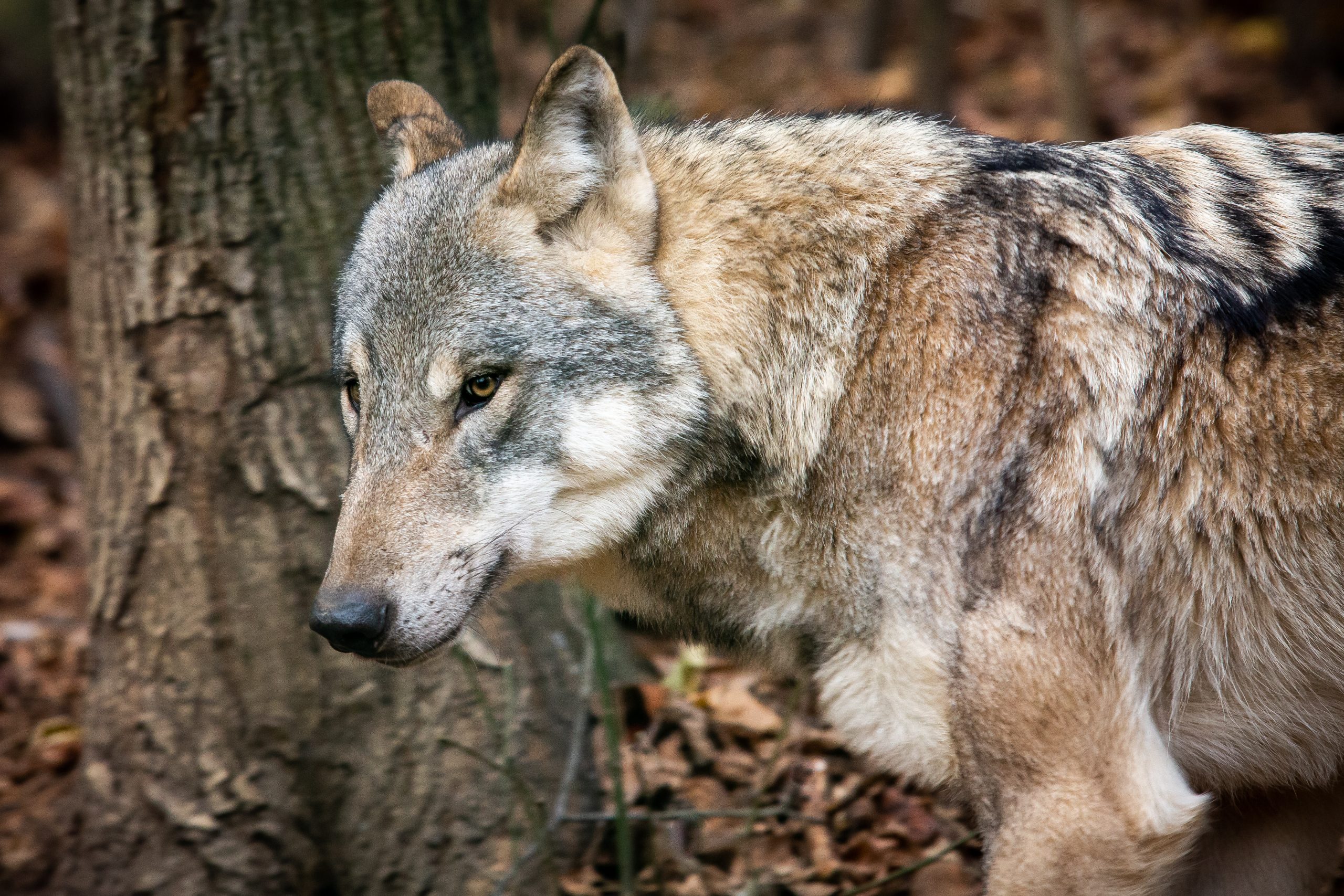 INFOGRAFIKA: Vlk eurázijský - Národná zoo Bojnice